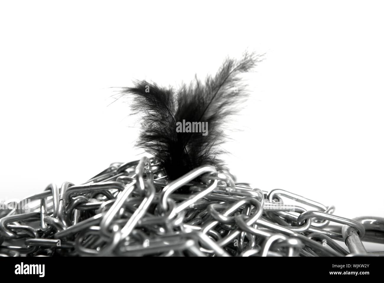 Steel chain mess and soft feather contrast, white background studio ...