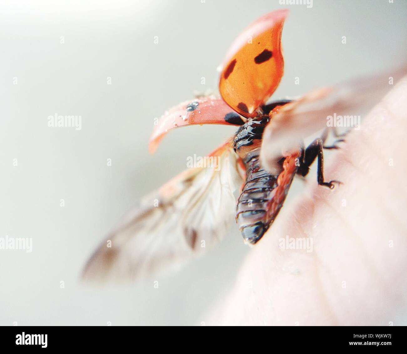Flying ladybug close up hi-res stock photography and images - Alamy