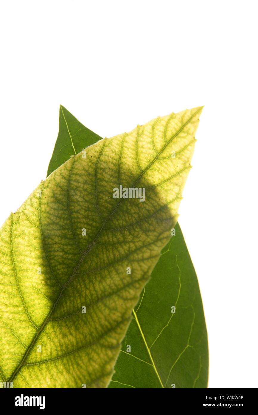 Green leaves in vibrant green, medlar tree white studio background ...