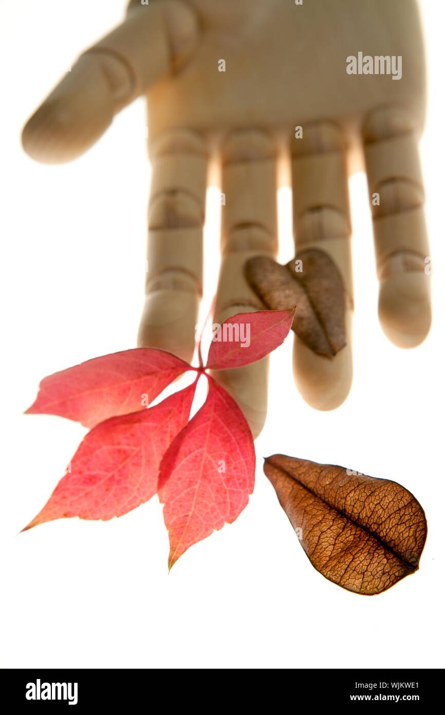 Animated background white autumn leaves hi-res stock photography and ...