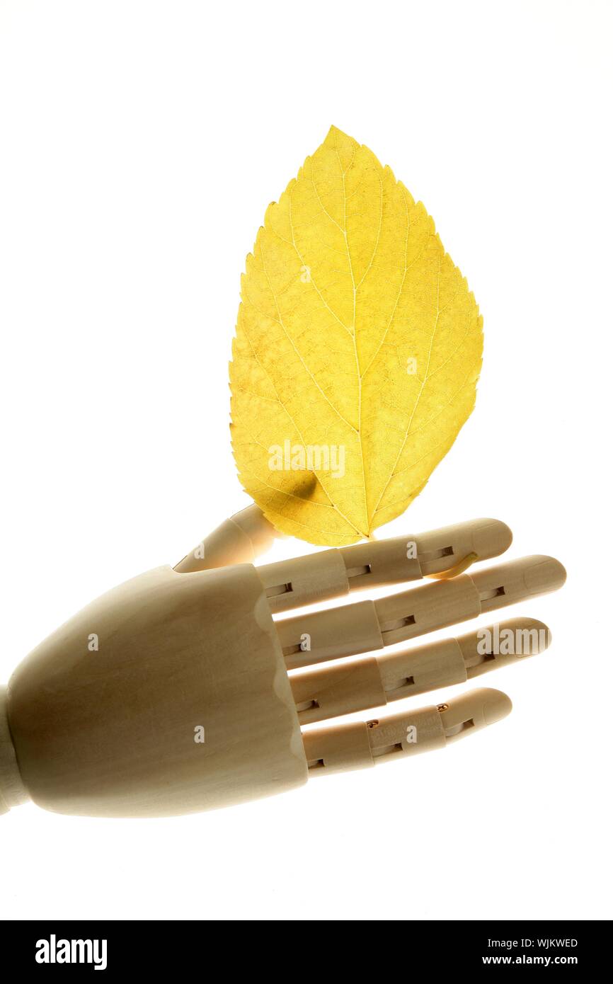 Mannequin wooden hand holding autumn yellow leaves Stock Photo - Alamy