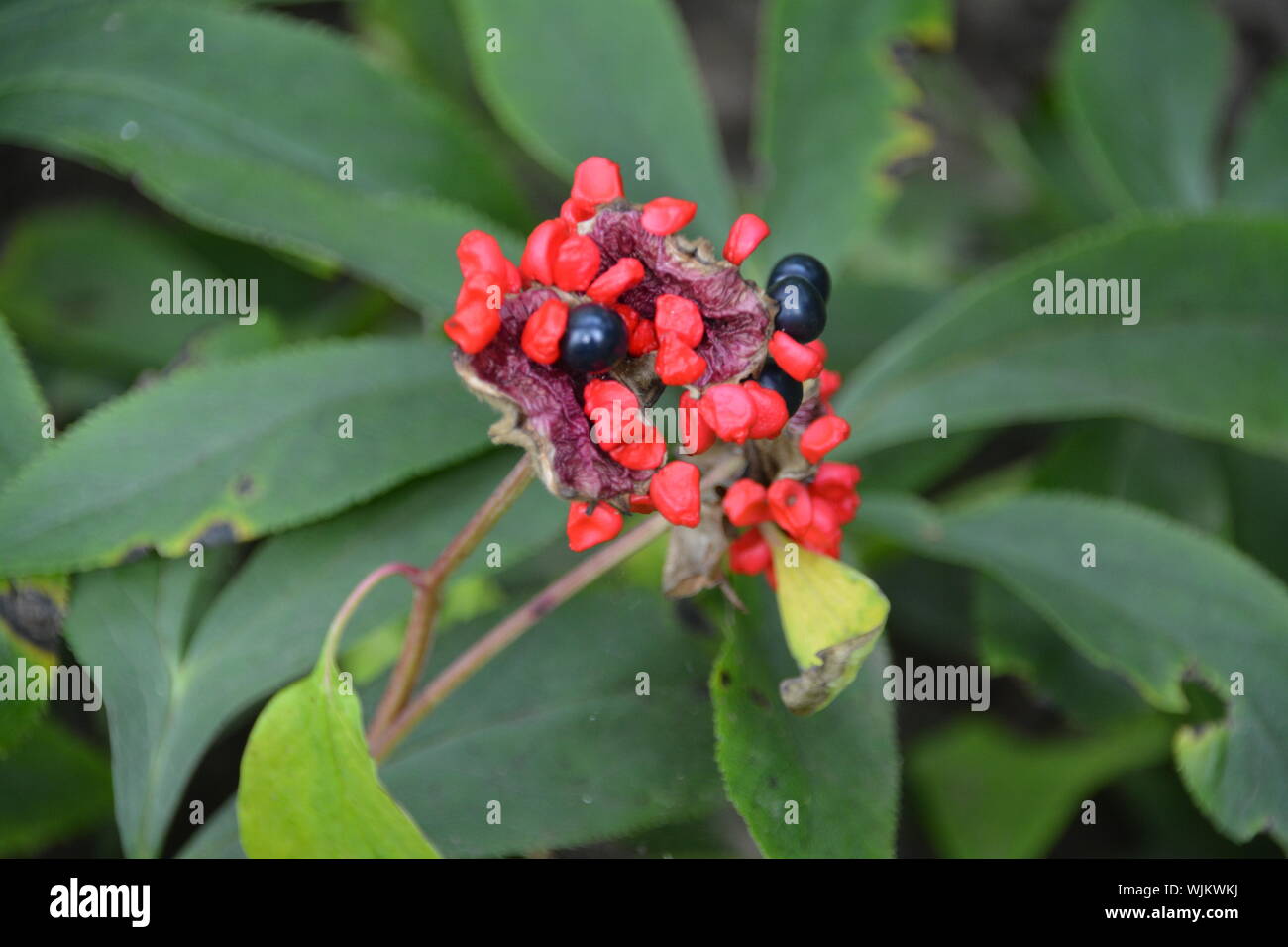 Red color seeds hi-res stock photography and images - Alamy