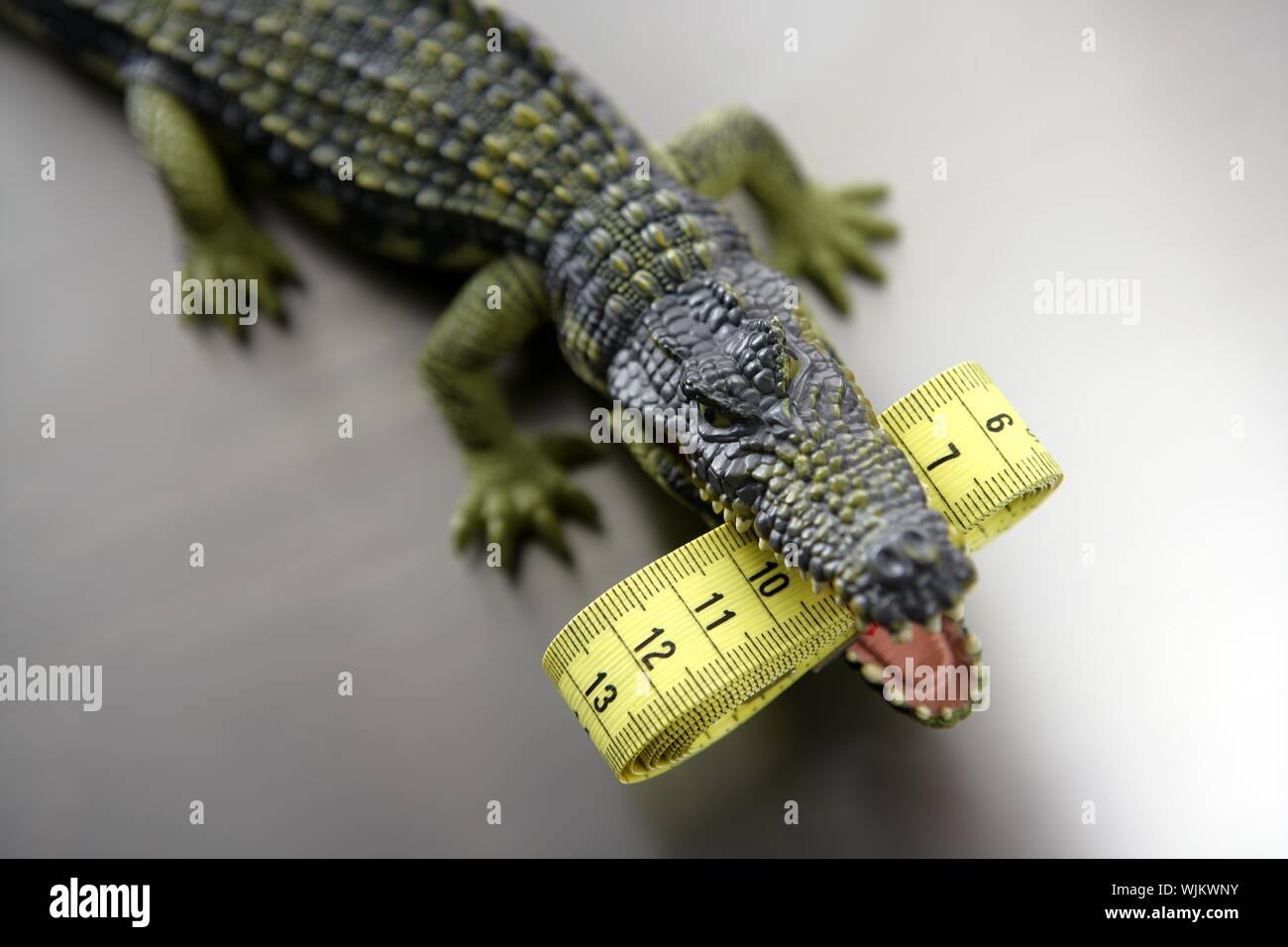 Toy plastic cocodrile, aligator with centimeter tape measure in its ...