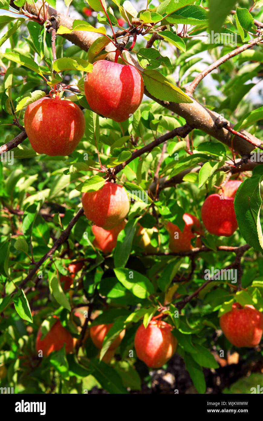Two big red apples grow hi-res stock photography and images - Alamy