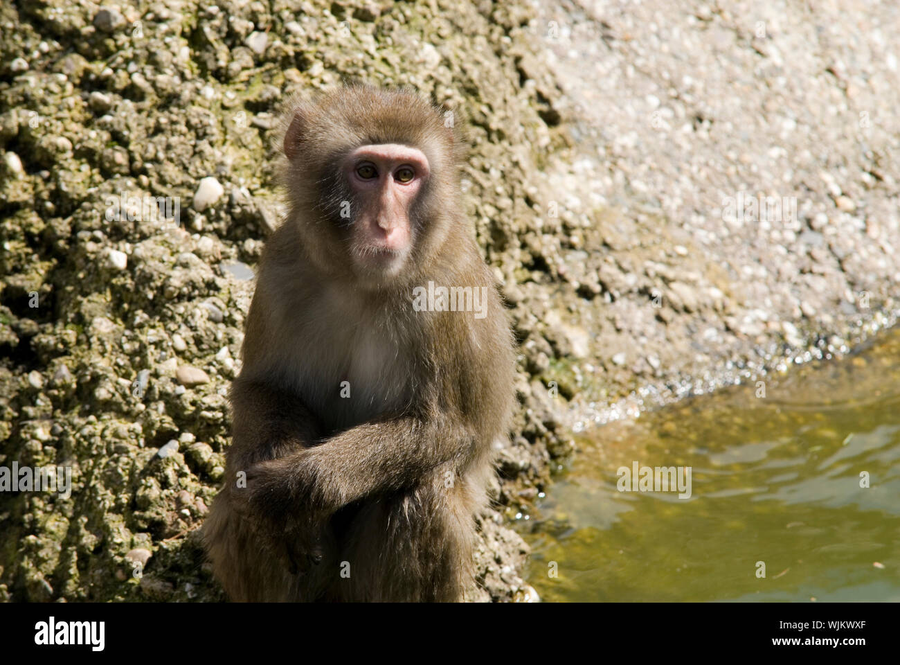 Long haired monkey hi-res stock photography and images - Alamy