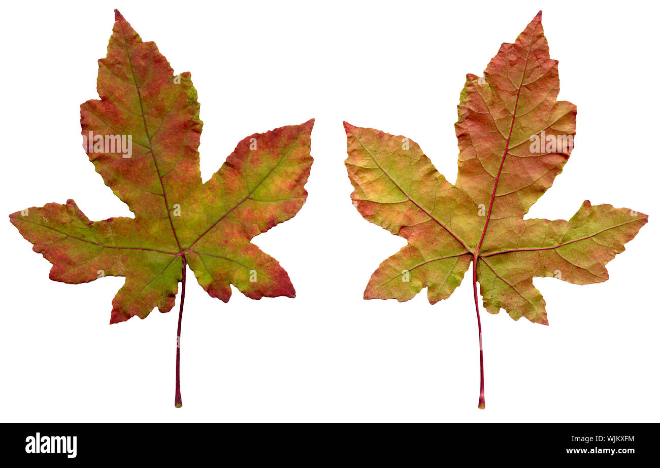 Two maple leaves isolated on a white background Stock Photo - Alamy