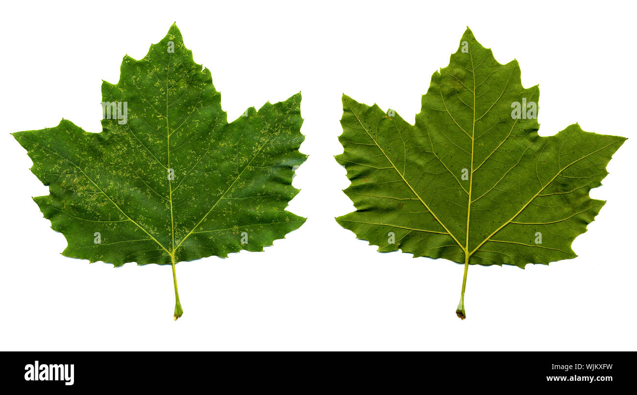 Green maple leaves isolated on white background Stock Photo - Alamy