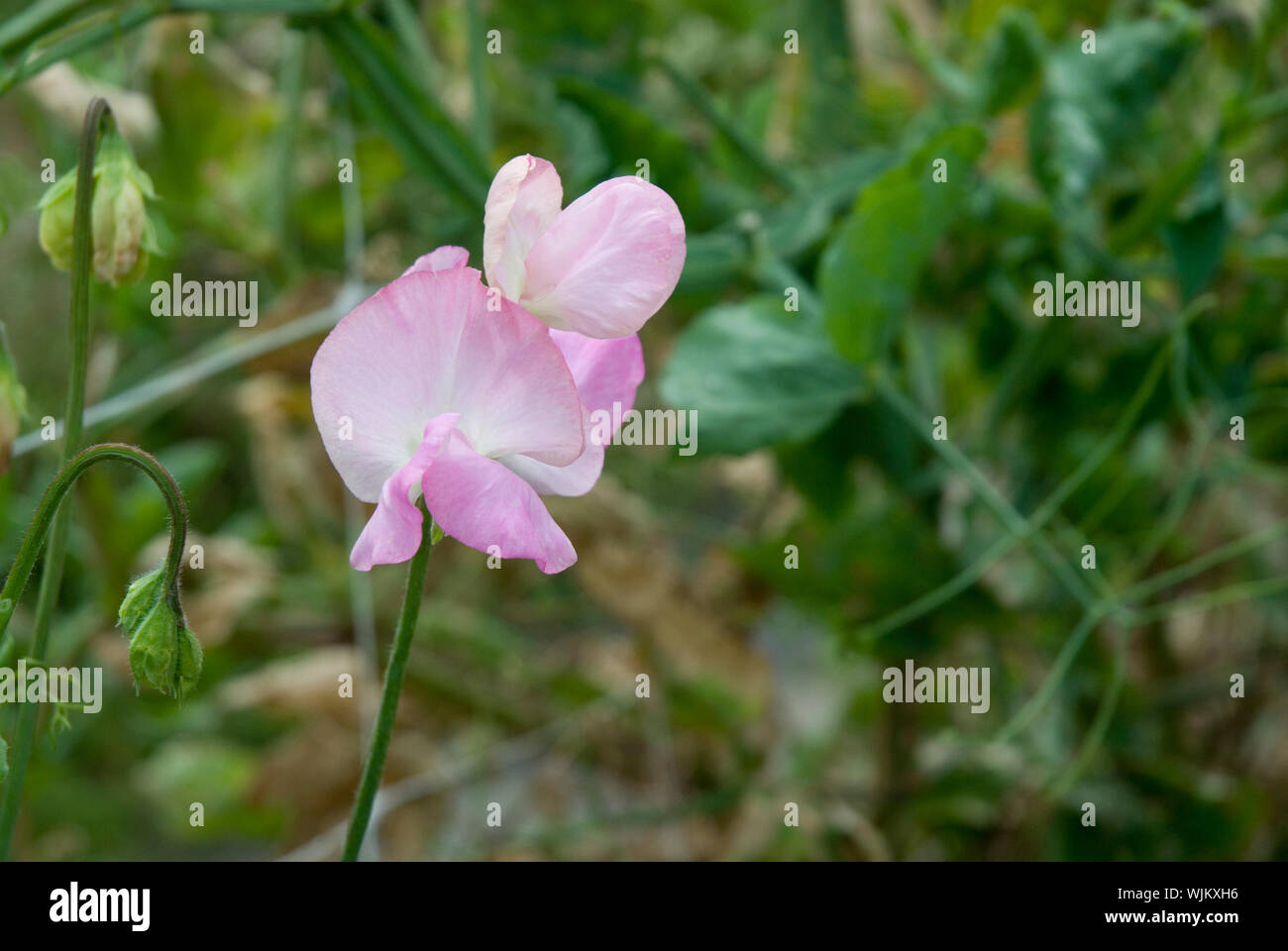 pink vetchling in the garden Stock Photo - Alamy