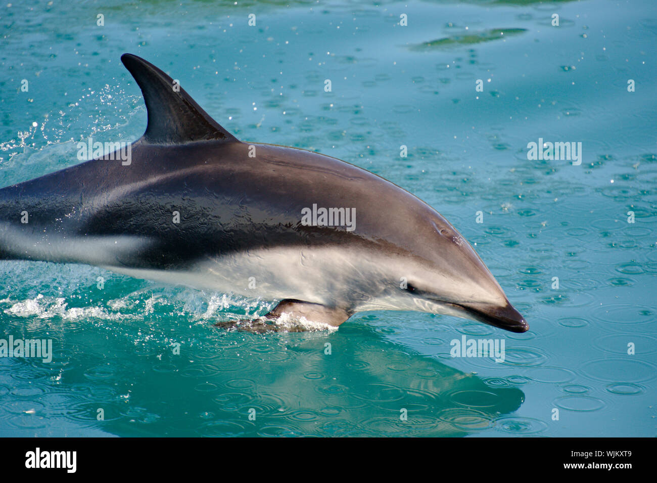 Dolphin jumping high hi-res stock photography and images - Alamy