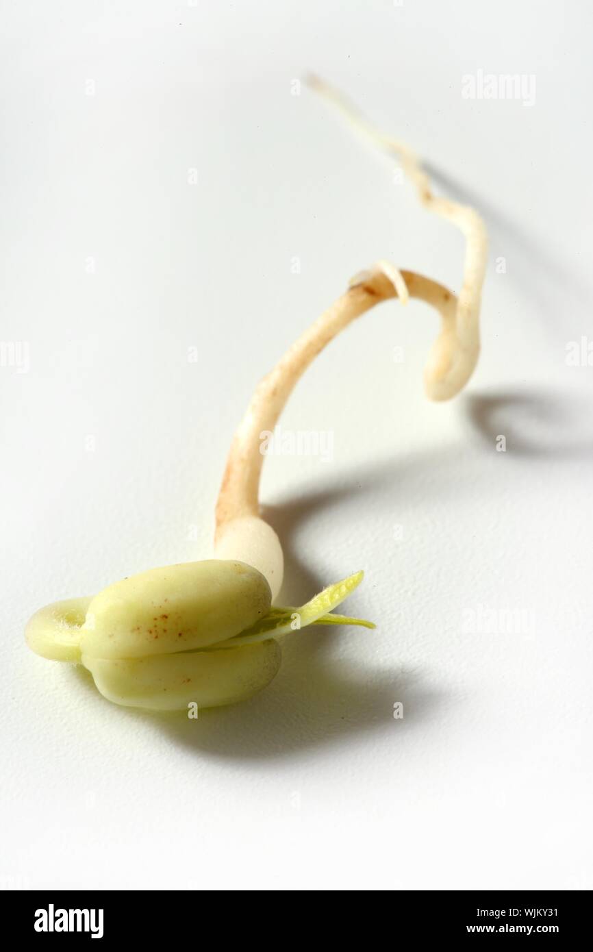 Soy bean outbreak. Life growing from soya seed, embryo Stock Photo - Alamy