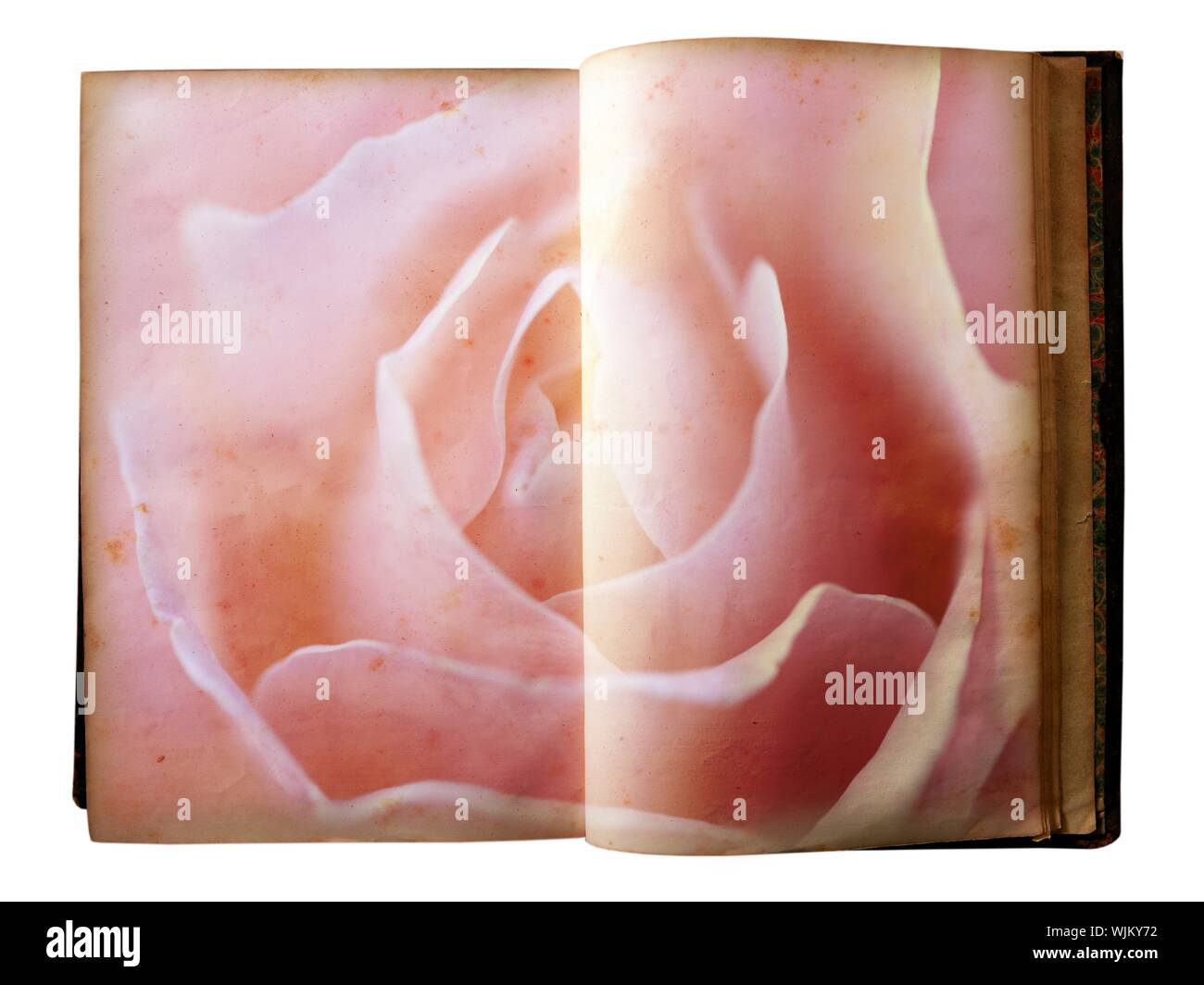 Rose printed on the pages of an open aged old book Stock Photo - Alamy