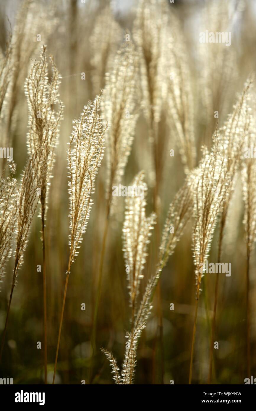 Mediterranean wild golden spikes in backlit, selective focus Stock ...