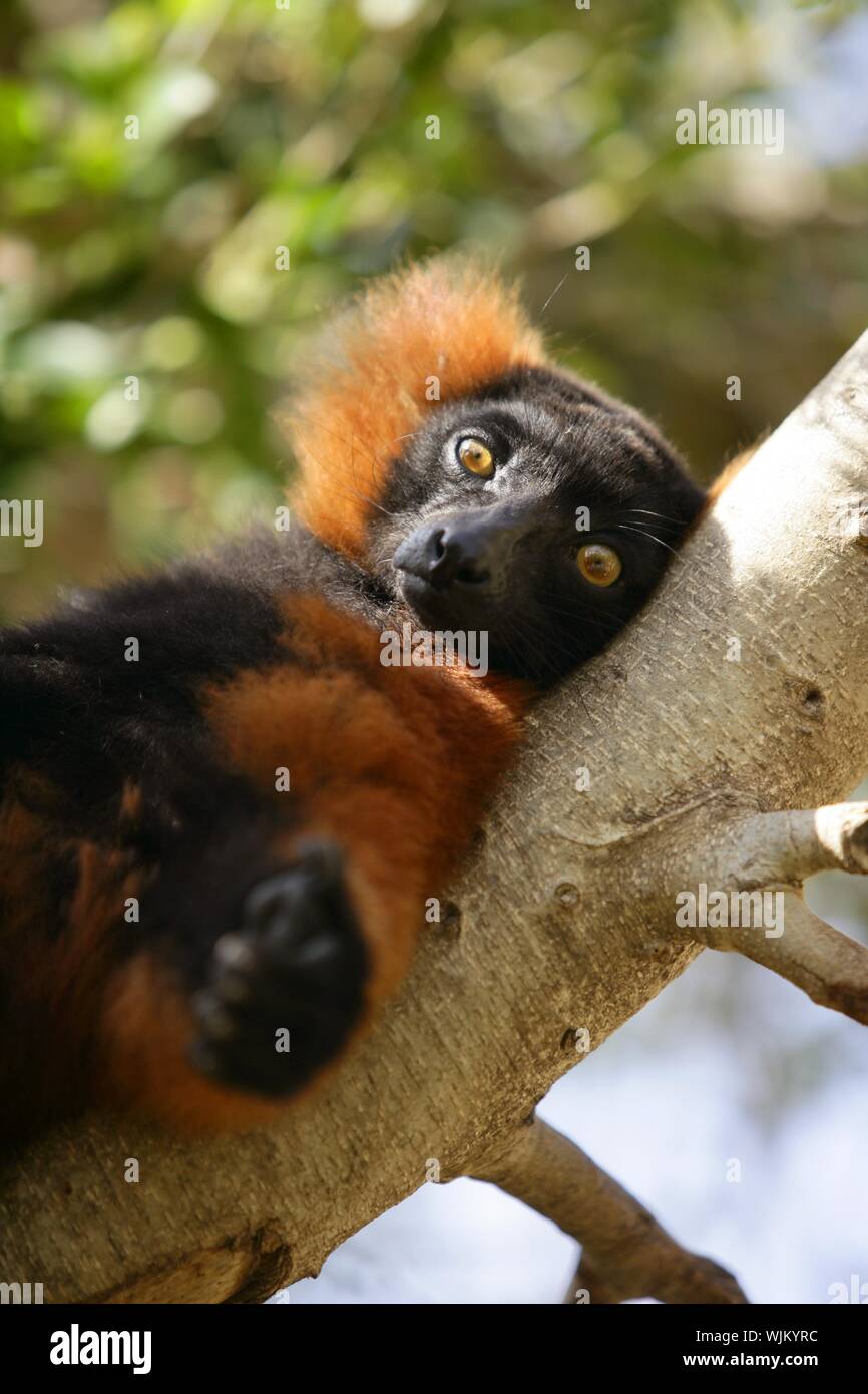 Brown orange lemur from Madagascar island lied on a branch Stock Photo ...