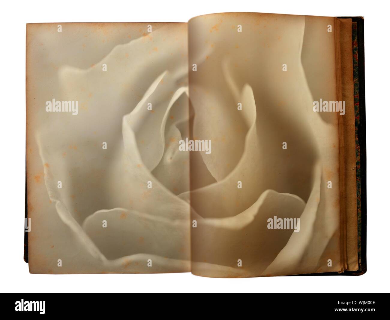 Rose printed on the pages of an open aged old book Stock Photo - Alamy