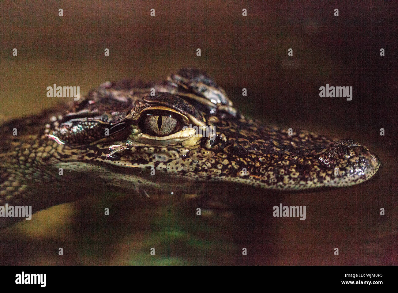 Baby Crocodile High Resolution Stock Photography and Images - Alamy