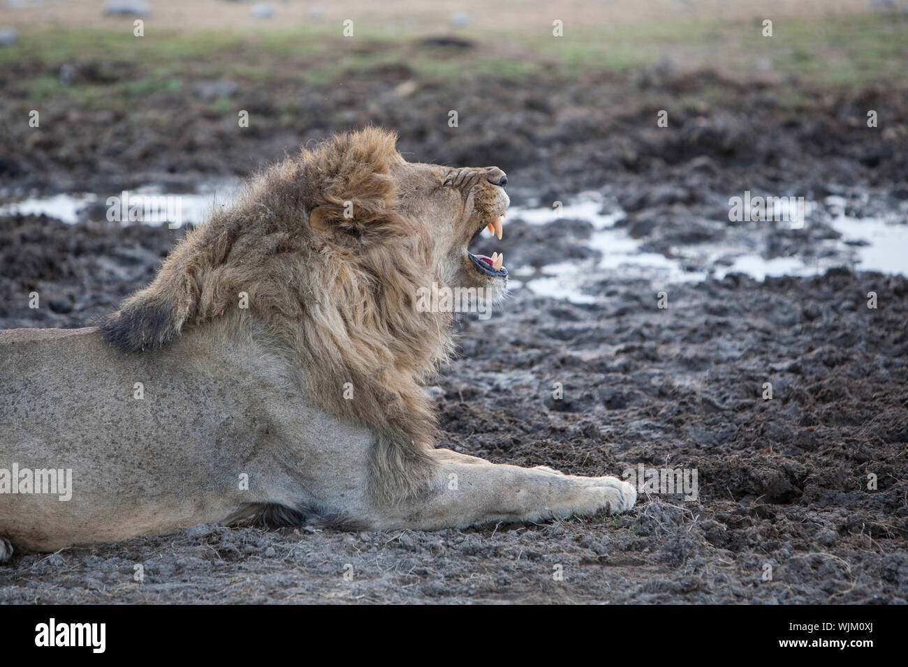 Lion roaring side view hi-res stock photography and images - Alamy