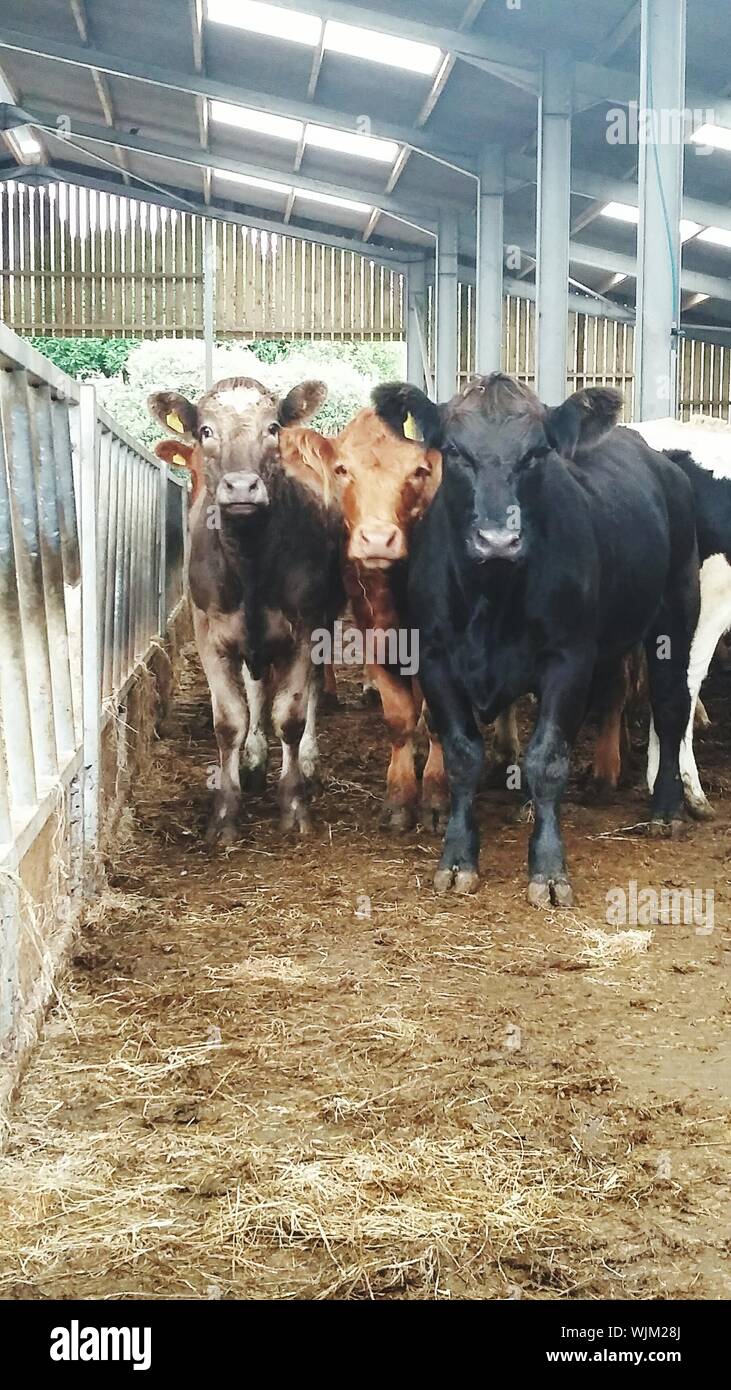 Five Cows High Resolution Stock Photography and Images - Alamy