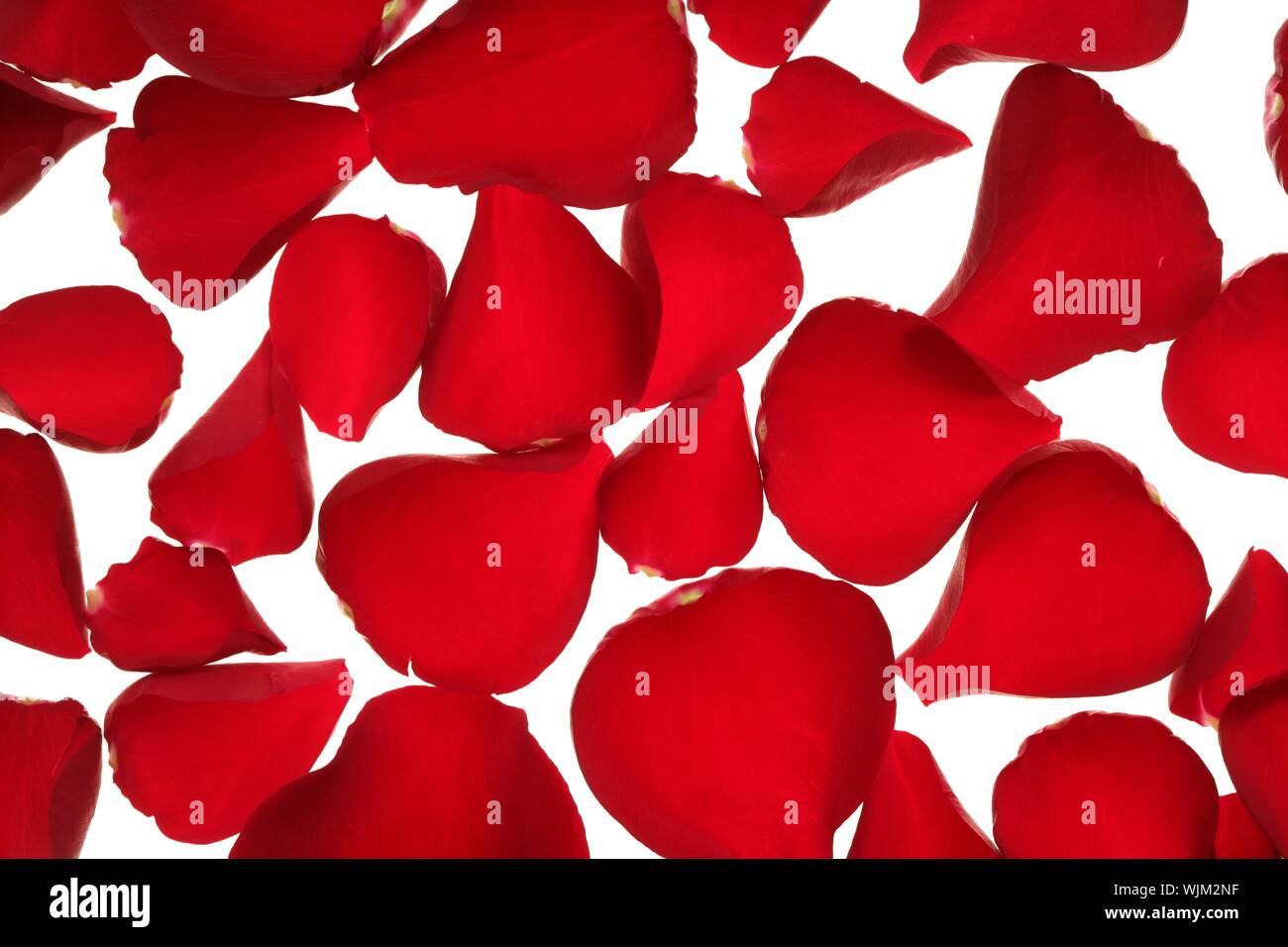Red rose petals texture background, transparent flowers Stock Photo - Alamy