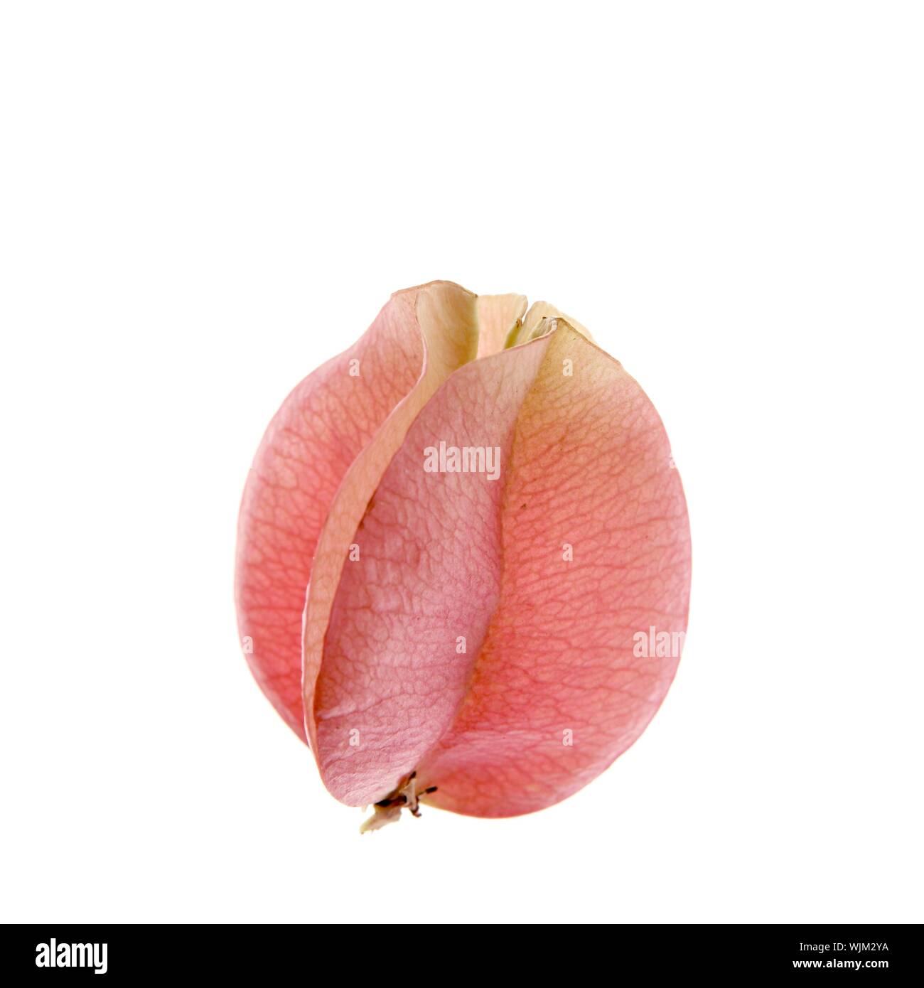 One autumn pink flower, white transparent studio background Stock Photo ...