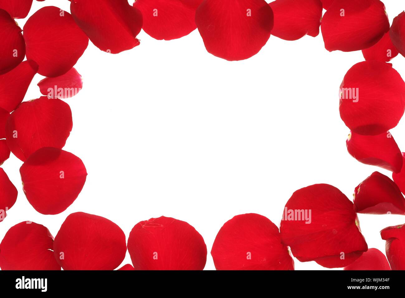 Red rose petals frame, border with white copy space Stock Photo - Alamy