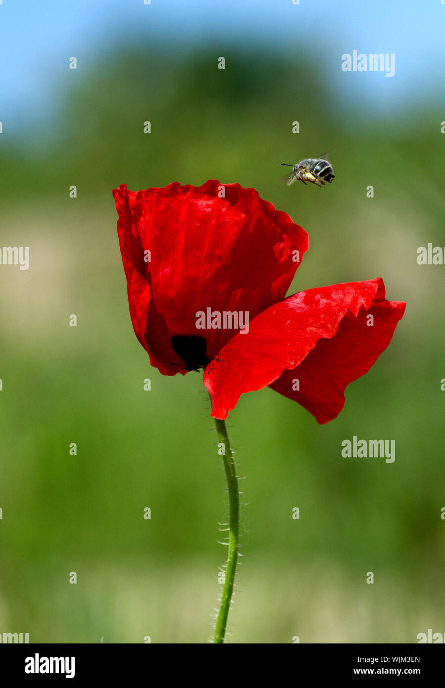 Insect reaching flower hi-res stock photography and images - Alamy