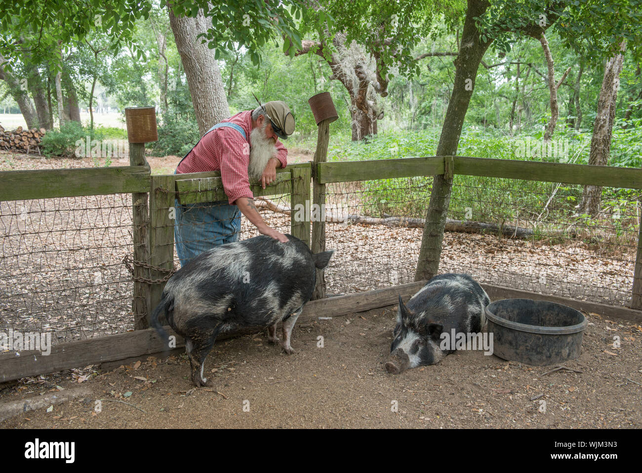 Historical interpreter Uncle Bob Beringer tends to a couple of hogs ...