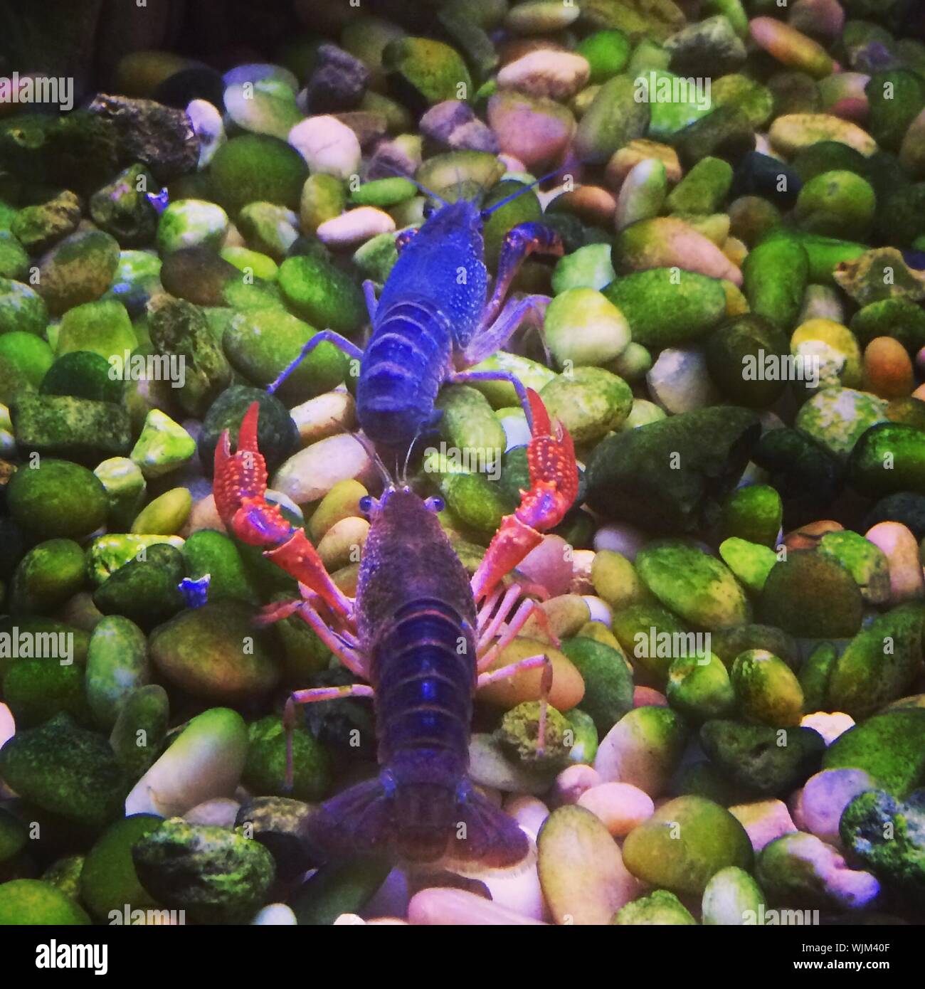 Lobster in aquarium hi-res stock photography and images - Alamy