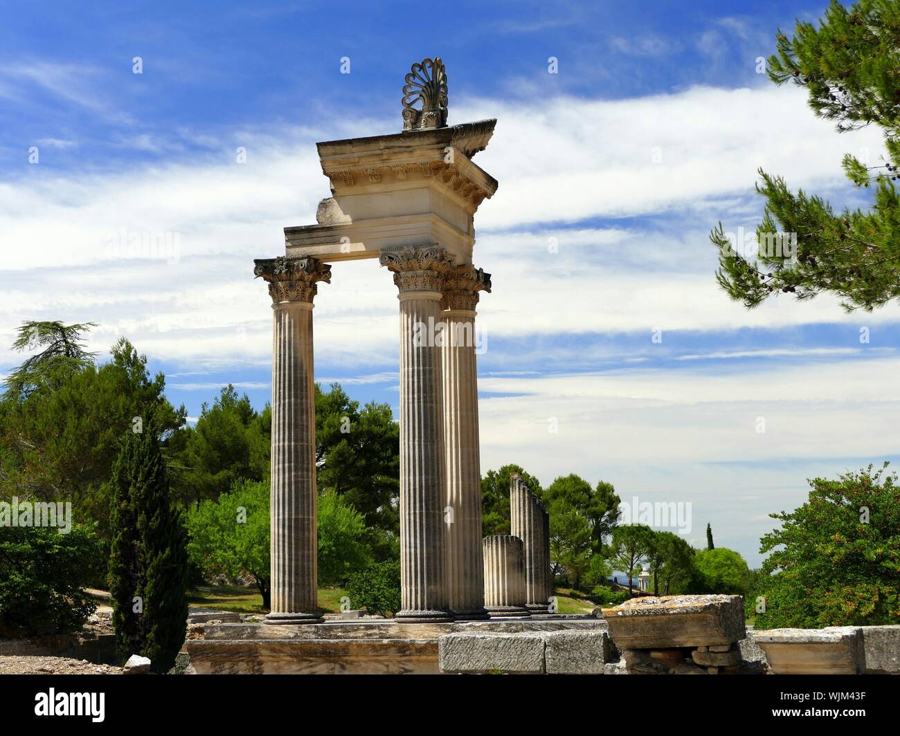 Tree columns hi-res stock photography and images - Alamy