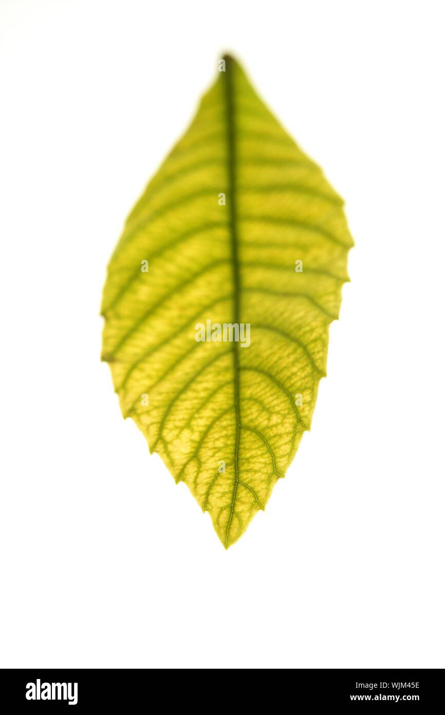 Green leaves in vibrant green, medlar tree white studio background ...