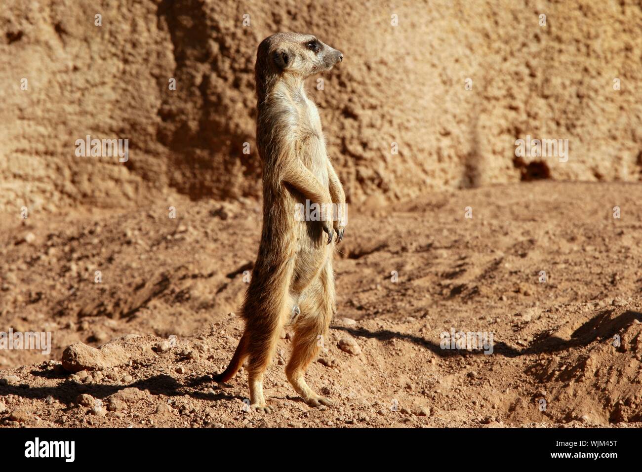Madagascar Suricata on a golden orange clay landscape Stock Photo - Alamy