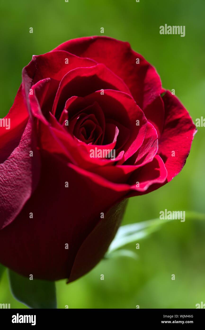 Macro red rose with blurred green grass in background Stock Photo - Alamy