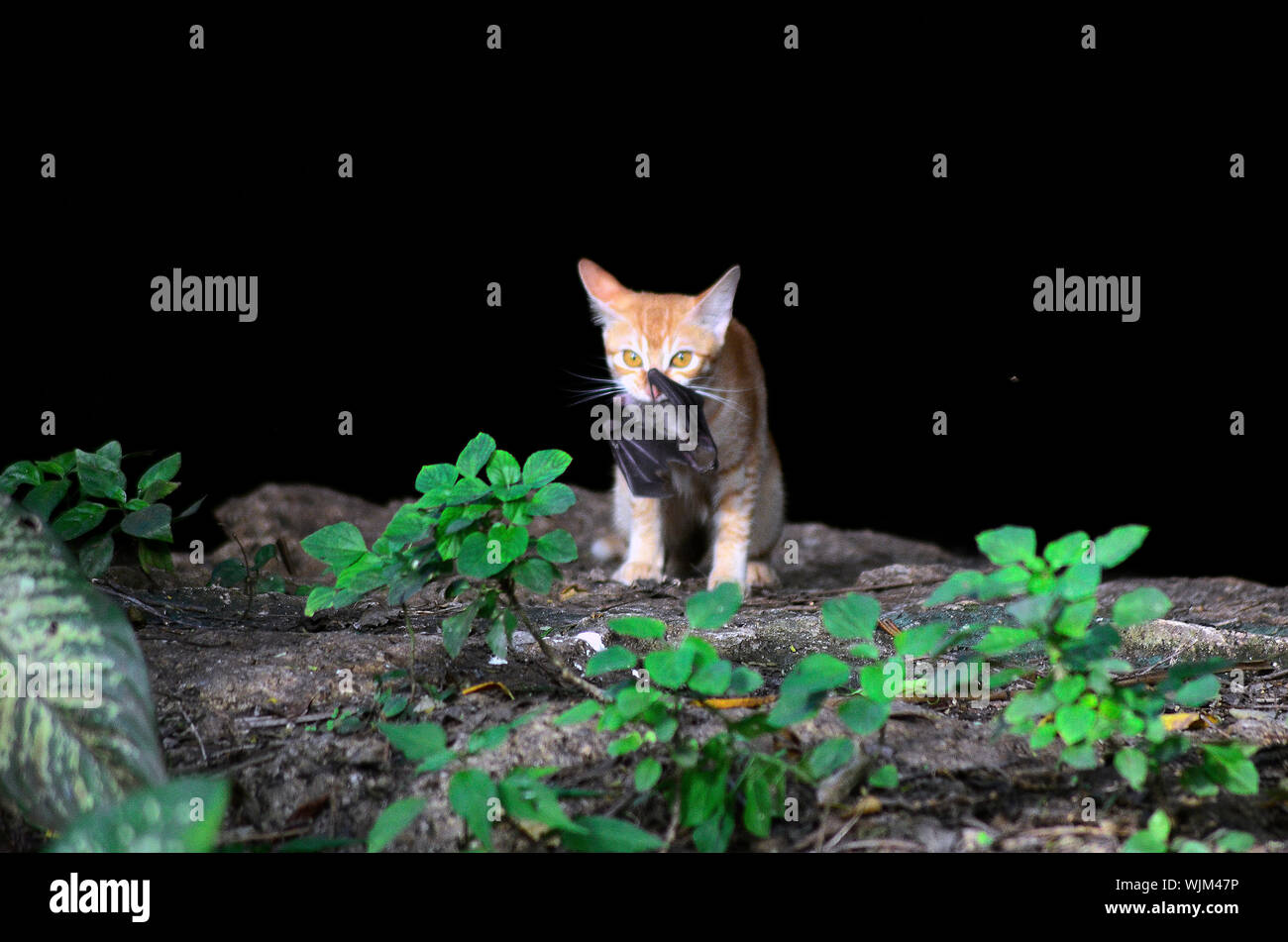 Hunting At Night High Resolution Stock Photography and Images - Alamy