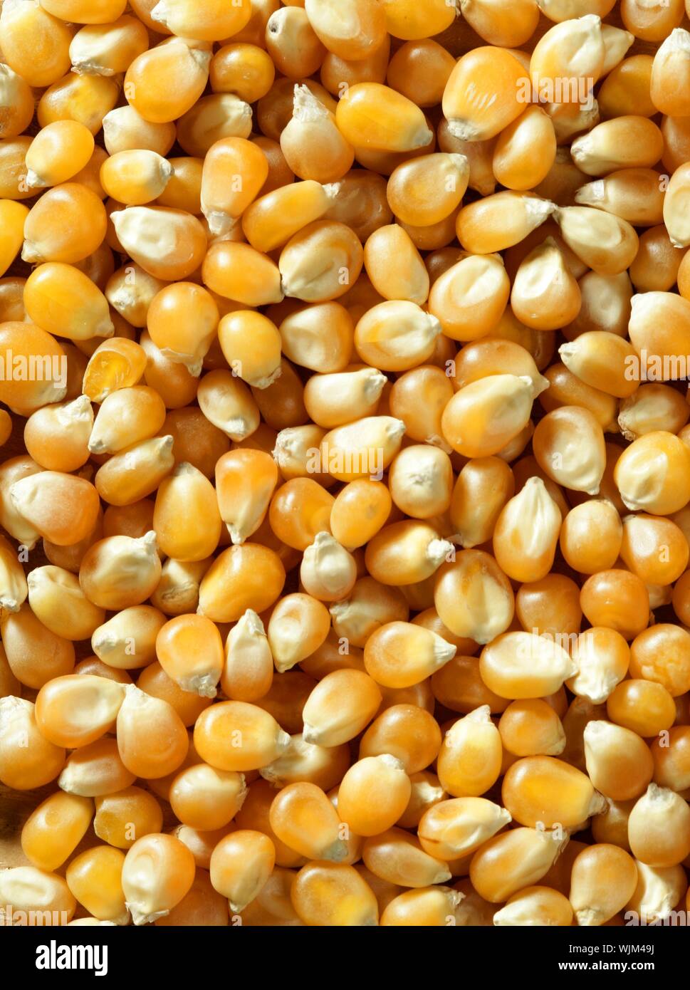 Dried macro corn seeds in orange color, as a texture background crop ...