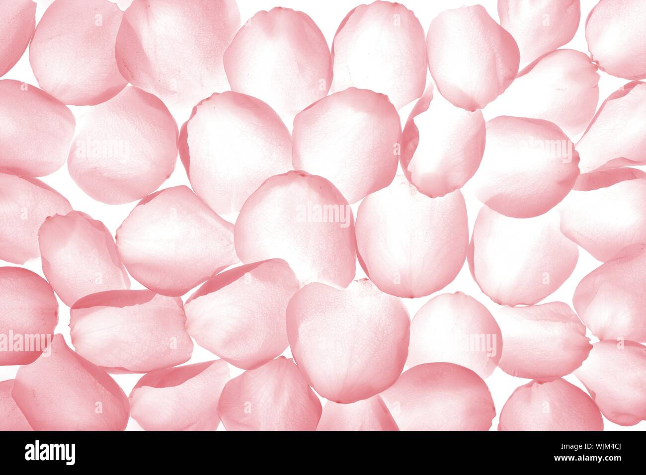 Pink rose transparent petals, wallpaper pattern flower texture ...