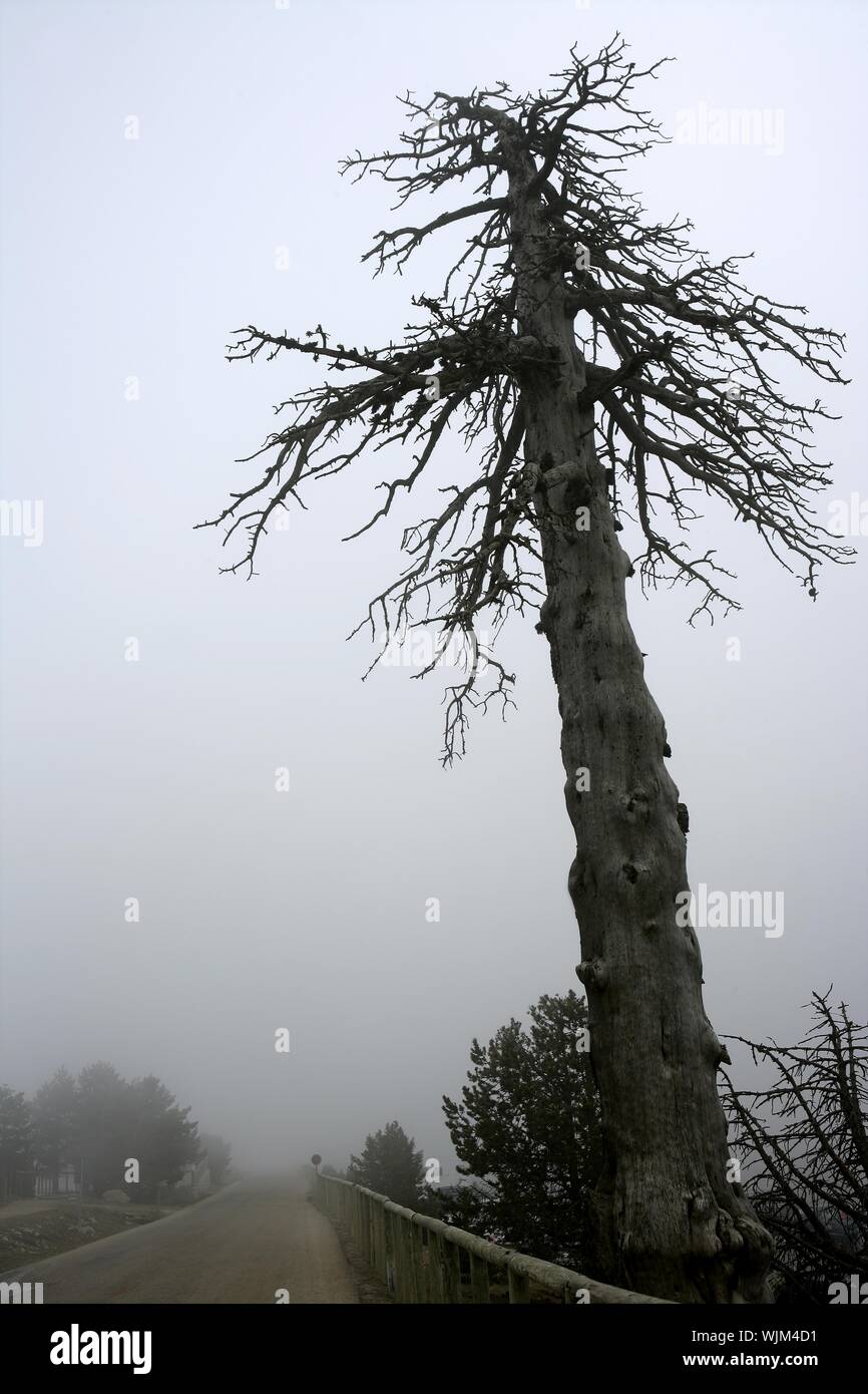 Dried old tree on a foggy road, fog giving a mistery environment Stock ...