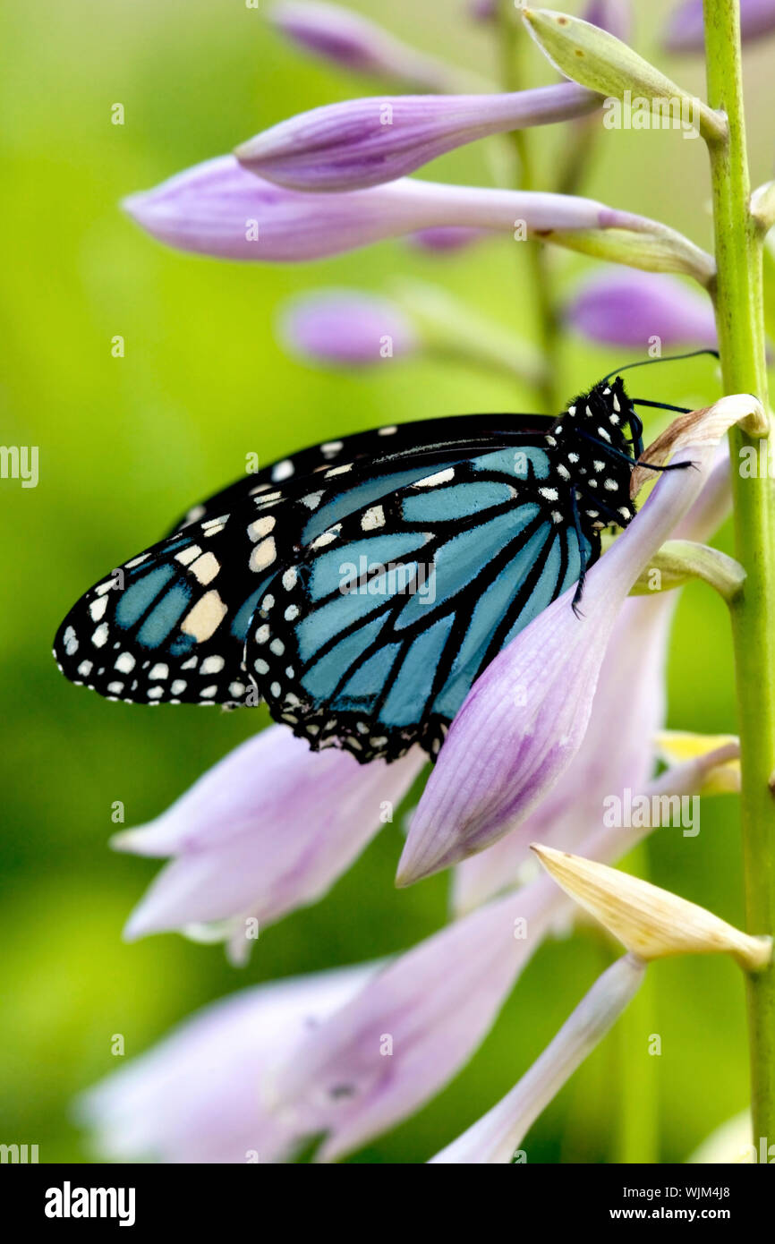 Beautiful monarch butterfly resting on purple flowers of a hostas plant ...