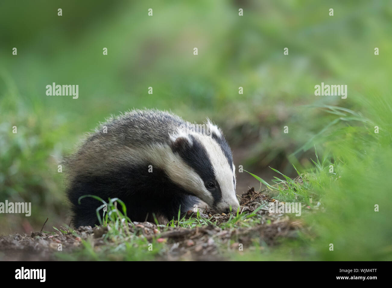 Badger close up hi-res stock photography and images - Alamy
