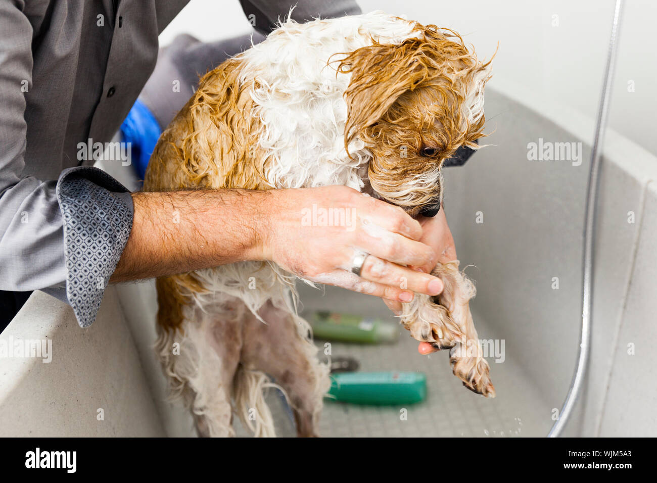 Bathing and grooming by animals hi-res stock photography and images - Alamy