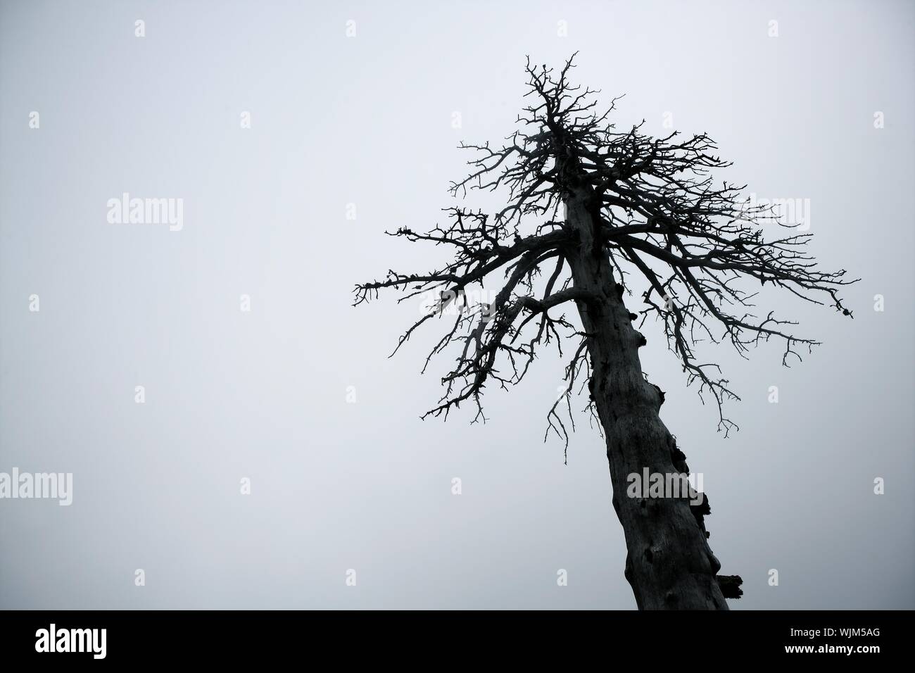 Dried old tree on a foggy sky, fog giving a mistery environment Stock ...