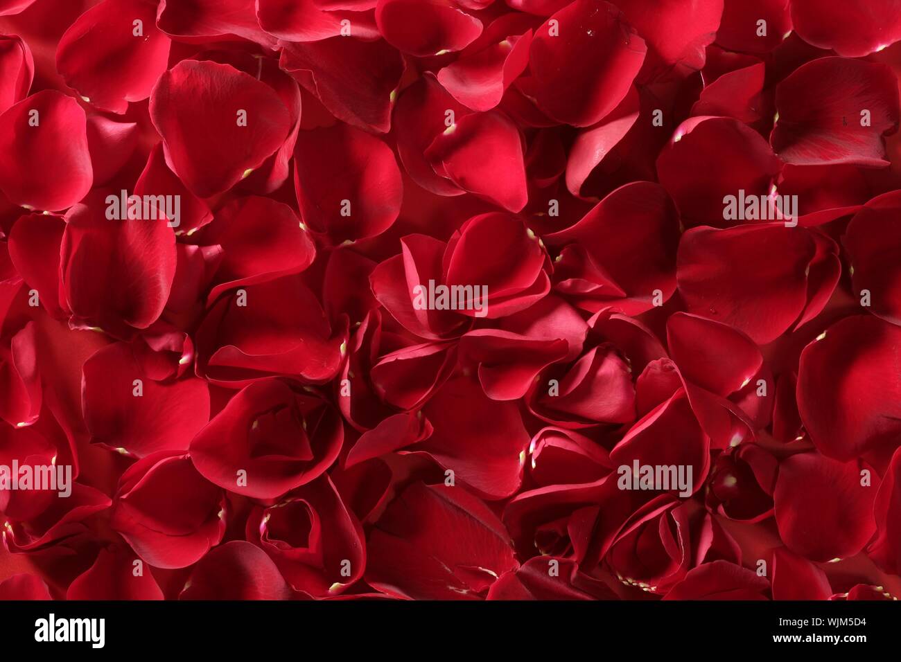 Red rose petals texture background, transparent flowers Stock Photo - Alamy