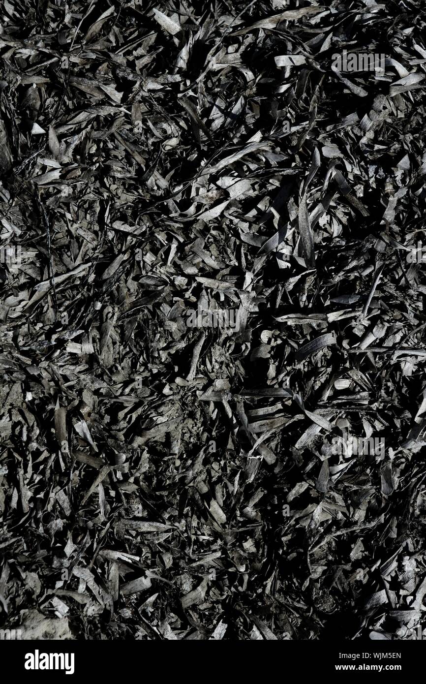 Dry Mediterranean algae texture, seaweed pattern background Stock Photo ...