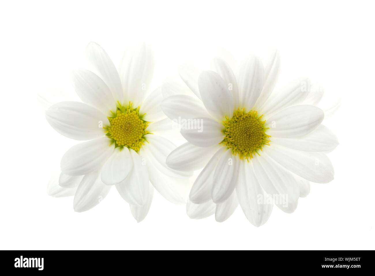 Two white daisy flower isolated on white background Stock Photo - Alamy