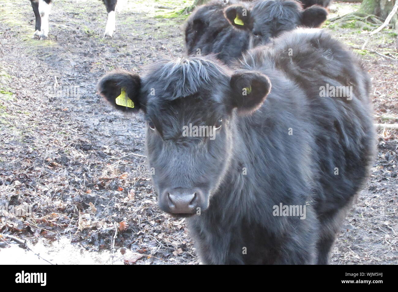 Bull calf hi-res stock photography and images - Alamy