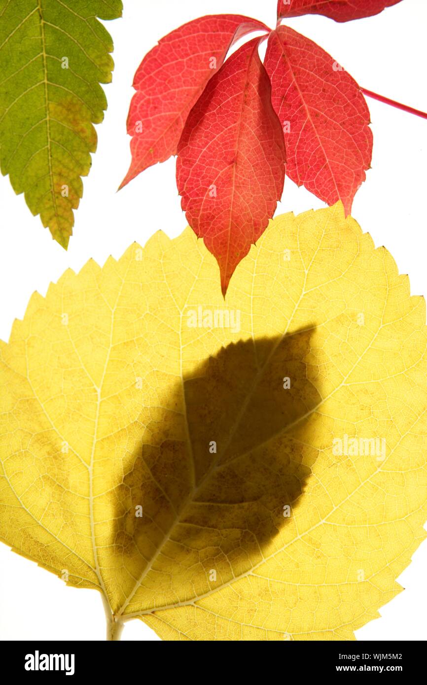 Autumn, fall leaves decorative still at studio white background, using ...
