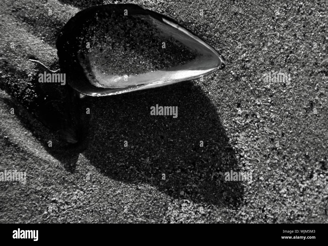 beach sand texture with barnacle shell, shadows of morning sun Stock ...