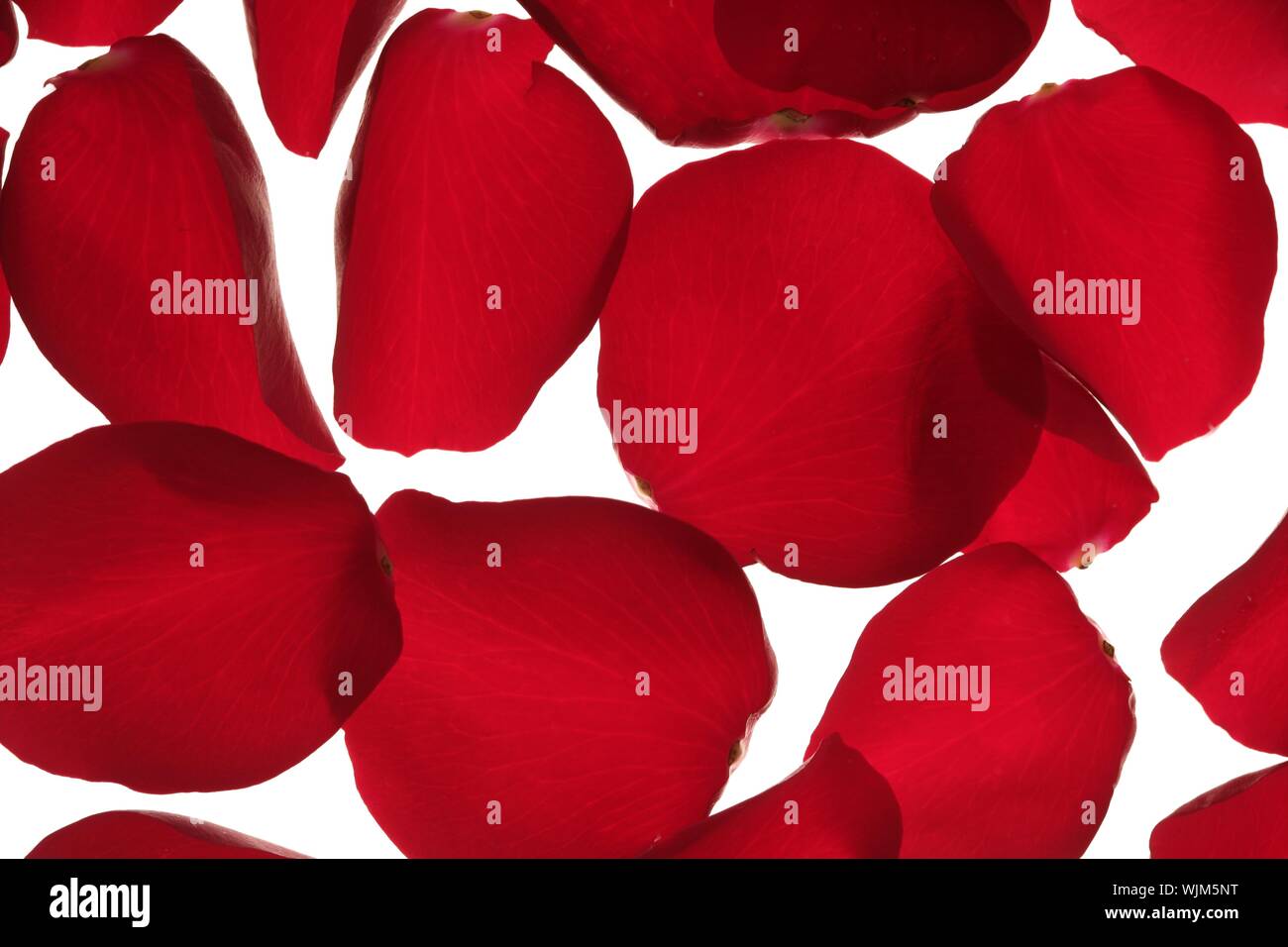 Red rose petals texture background, transparent flowers Stock Photo - Alamy