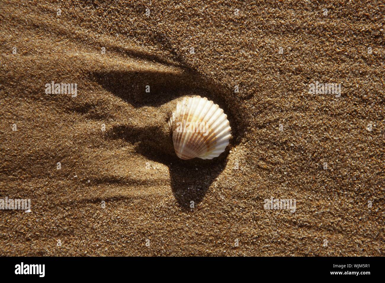 beach sand texture with clam shells, shadows of morning sun Stock Photo ...