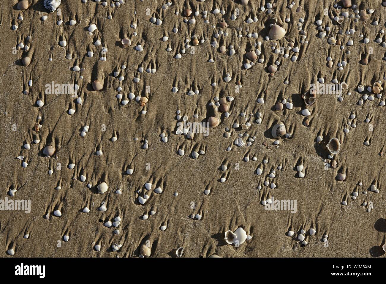 beach sand texture with clam shells, shadows of morning sun Stock Photo ...