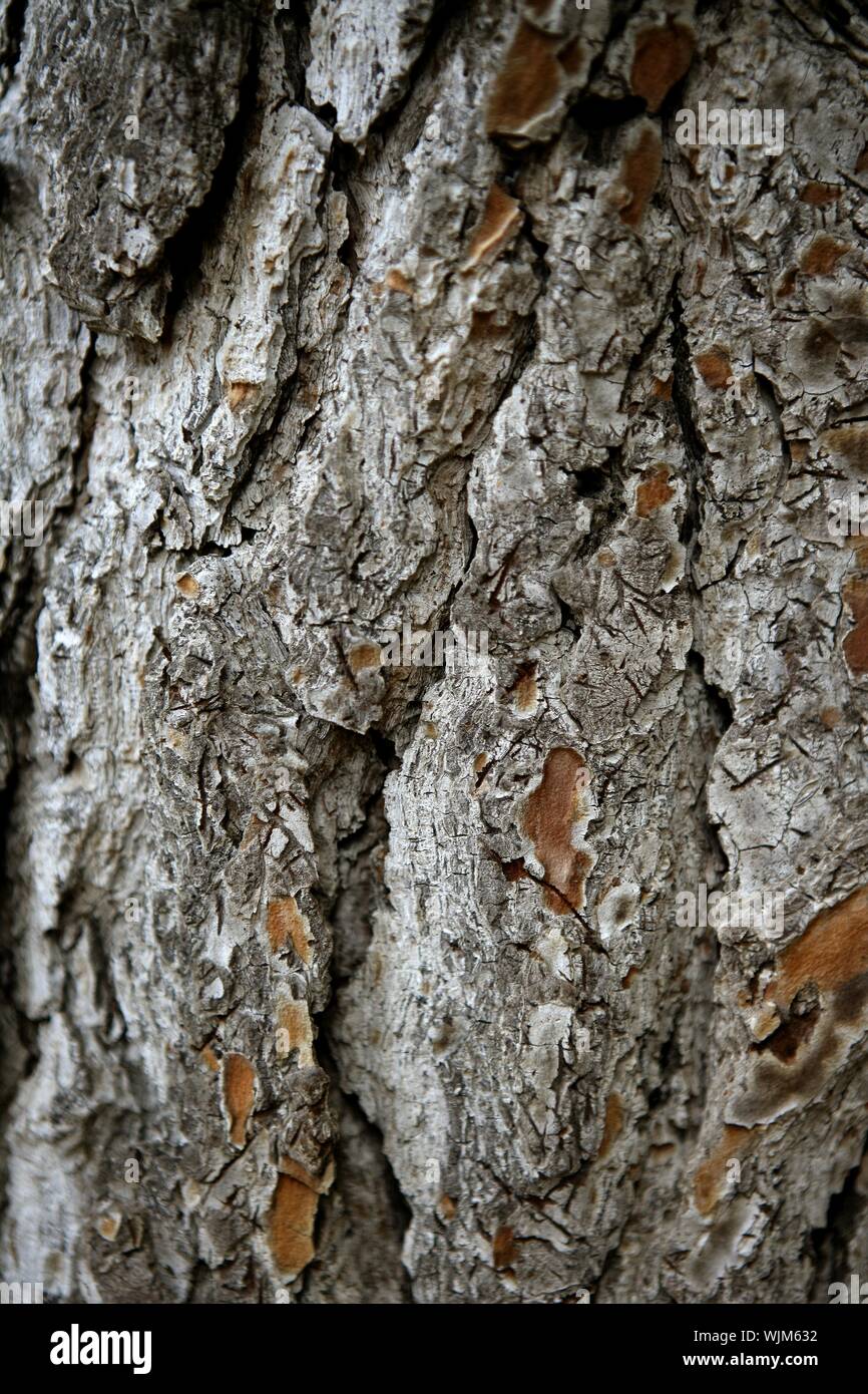 Tree trunk texture. Rough pine log texture Stock Photo - Alamy