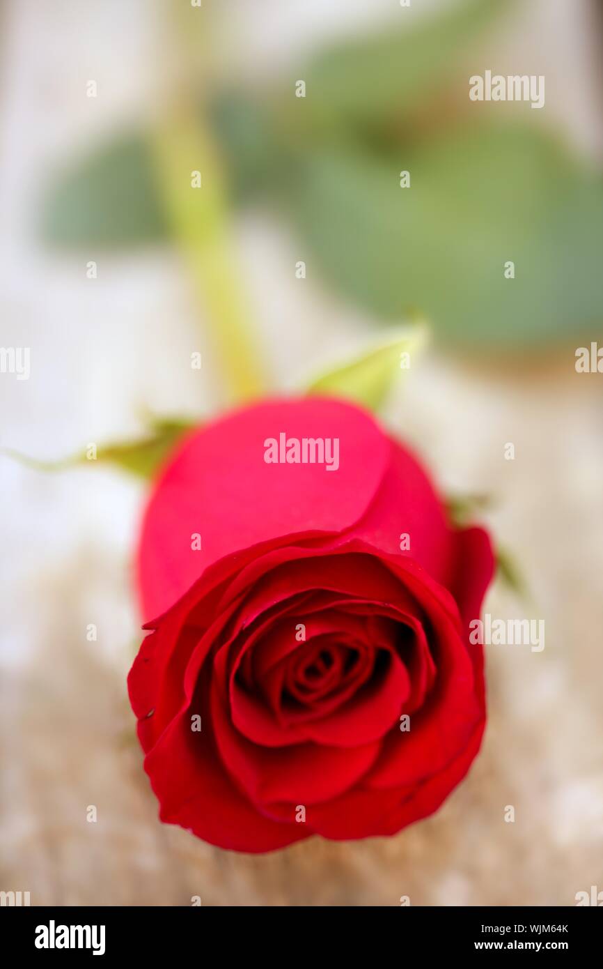 Red rose over old aged teak wood, romantic spring love metaphor Stock ...